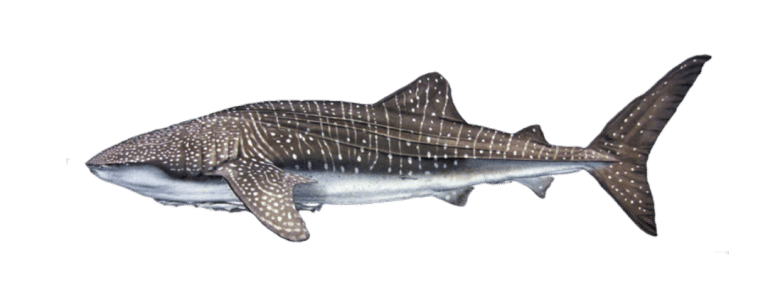 Fact Test | Different Marine Wildlife | ECOCEAN - Western Australia